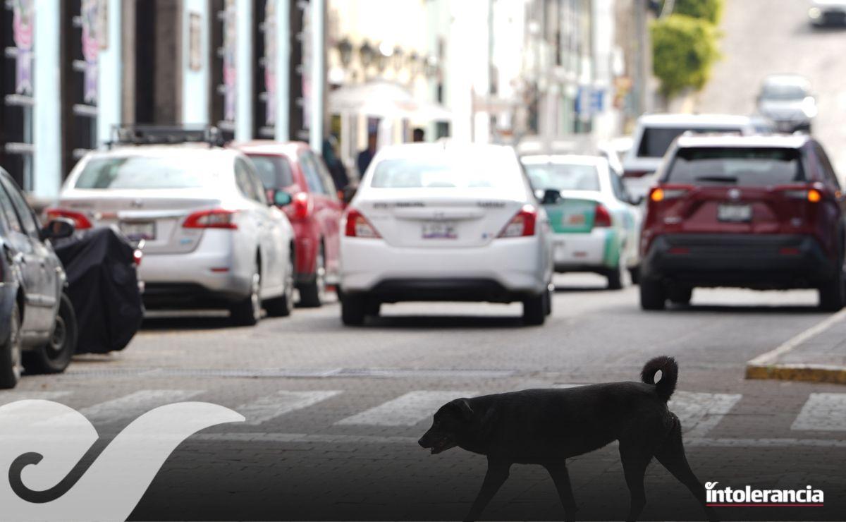 SESA reporta hasta ocho agresiones diarias de perros en Tlaxcala: Niños ...